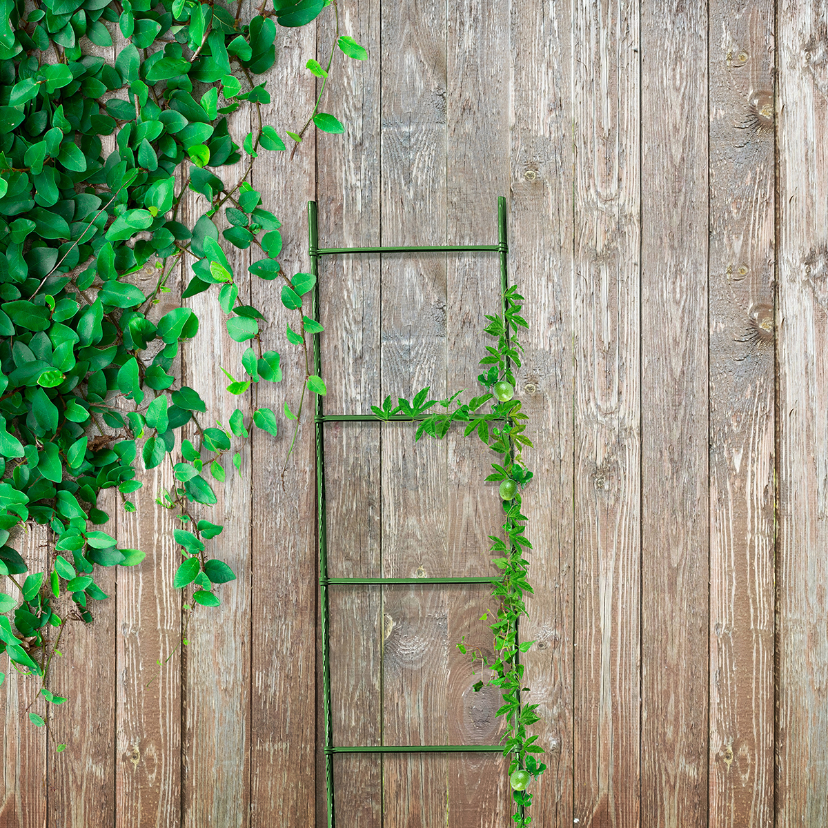 Cages & Frames: Pea & Bean Ladder Kit